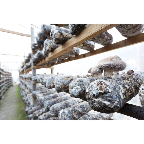 Shiitake Grow Kit - Wildspore Mushrooms